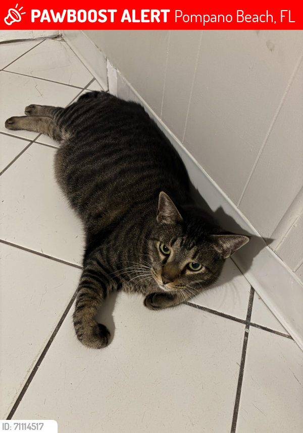 Pompano Beach, FL Lost Male Cat, Mr. Weeny Is Missing | PawBoost