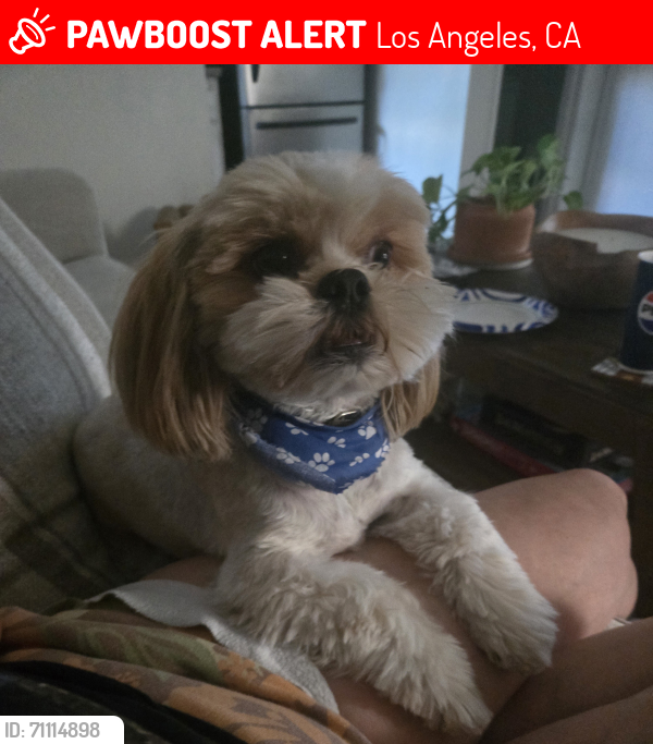 Los Angeles, CA Lost Male Dog, Boy Is Missing | PawBoost