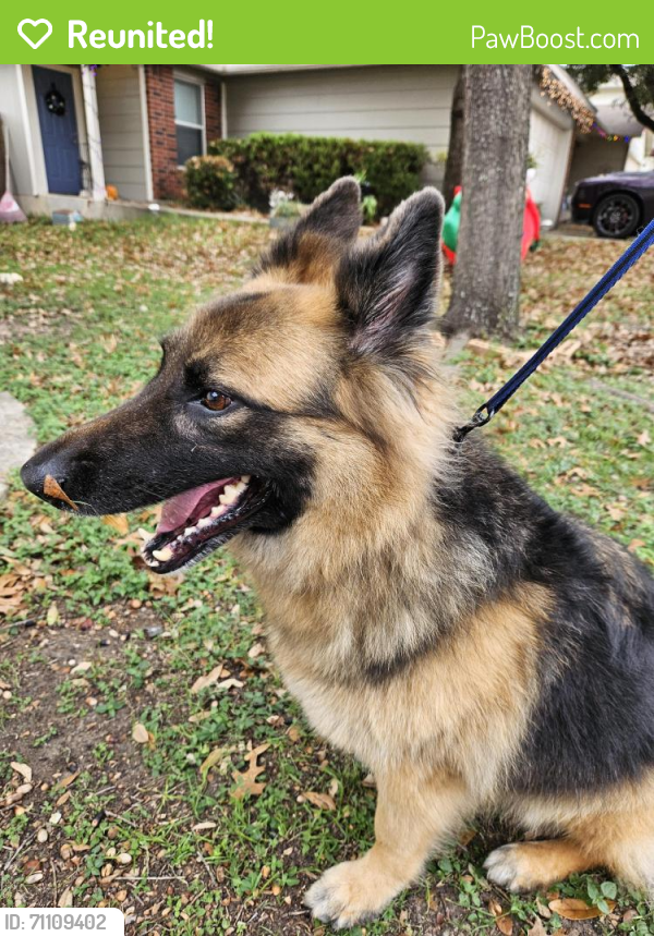Reunited Female Dog in Austin, TX 78748 (ID: 71109402) | PawBoost