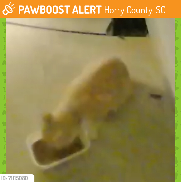 Horry County, SC Stray Cat Found Near Oyster Bay court | PawBoost