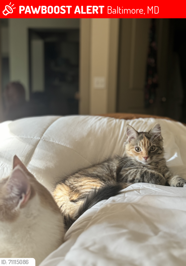 Baltimore, MD Lost Female Cat, Doja Is Missing | PawBoost