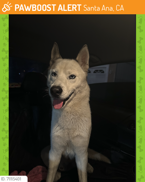 Santa Ana, CA Stray Male Dog Found Near Harbor, Edinger | PawBoost