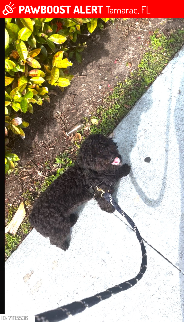 Tamarac, FL Lost Male Dog, Unknown Is Missing | PawBoost