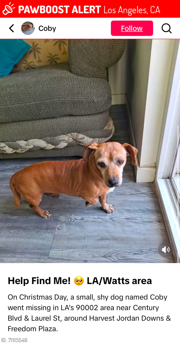 Los Angeles, CA Lost Male Dog, COBY Is Missing | PawBoost