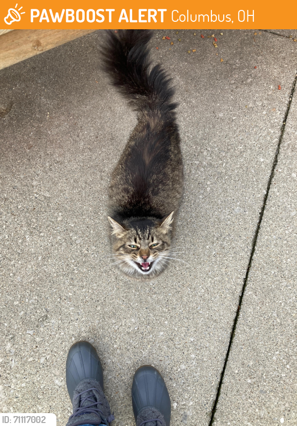 Columbus, OH Stray Cat Found Near Franklin park conservatory gardens ...