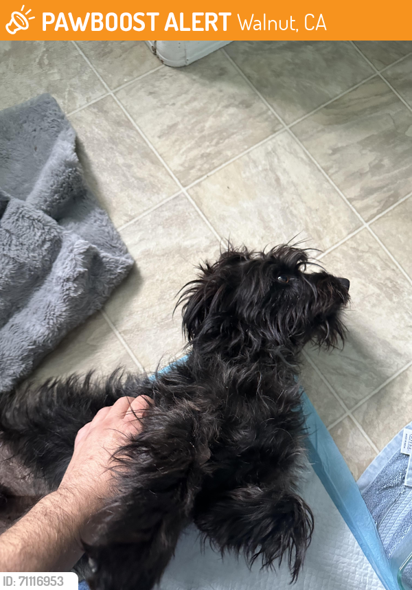 Walnut, CA Stray Male Dog Found Near Mt. San Antonio college & Cal Poly ...