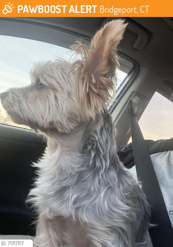Bridgeport, CT Stray Male Dog Found Near Berkshire & Brooks | PawBoost