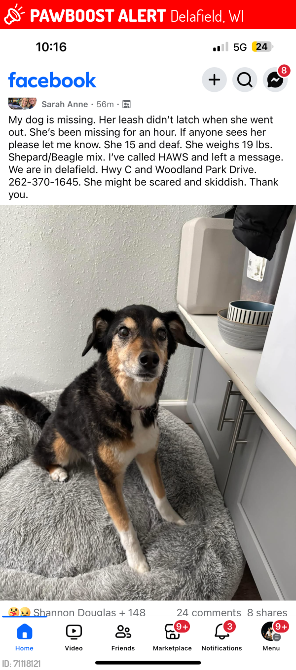 Delafield, WI Lost Female Dog, Stella Is Missing | PawBoost