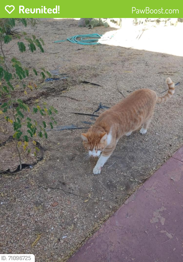 Reunited Cat in Tucson, AZ 85716 (ID: 71096725) | PawBoost