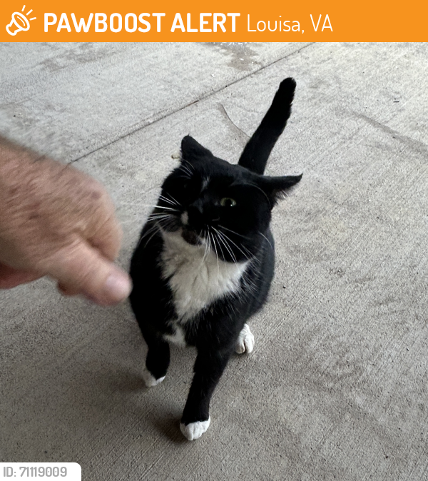 Louisa, VA Stray Cat Found Near Near Three Notch rd Louisa va | PawBoost