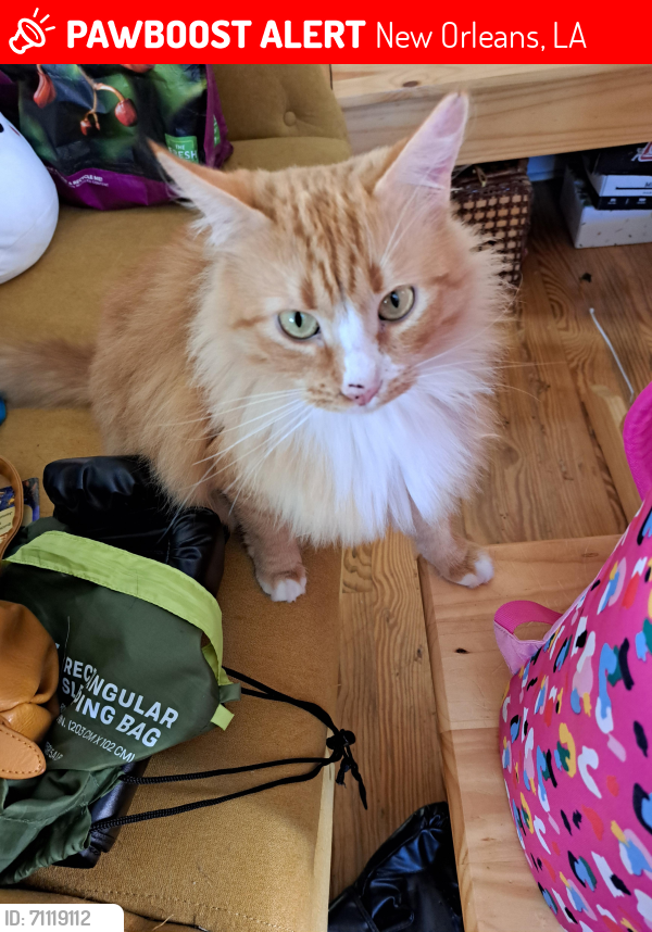 New Orleans, LA Lost Female Cat, Tko Is Missing | PawBoost
