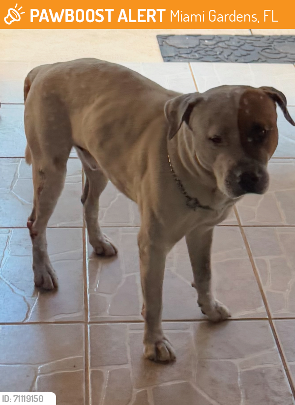 Miami Gardens, FL Stray Male Dog Found Near Near st and 37 ave | PawBoost