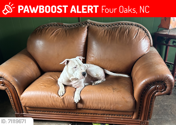 Four Oaks, NC Lost Male Dog, Doofy Mosley Is Missing | PawBoost