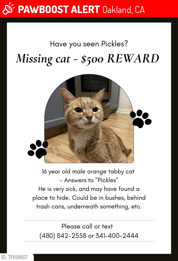 Oakland, CA Lost Male Cat, Pickles Is Missing | PawBoost