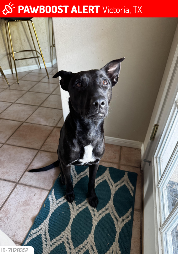 Victoria, TX Lost Male Dog, Sammy Is Missing | PawBoost