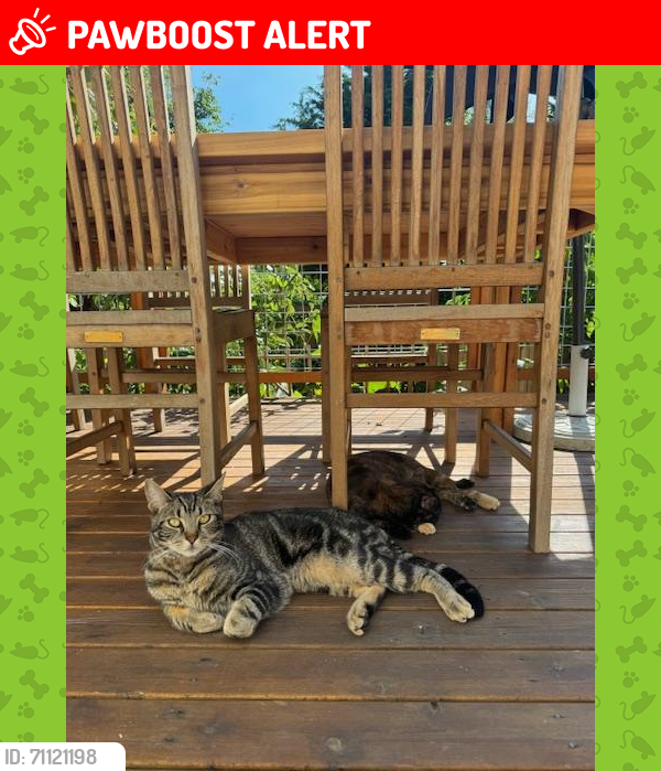 Bainbridge Island, WA Lost Male Cat, Drake Is Missing | PawBoost