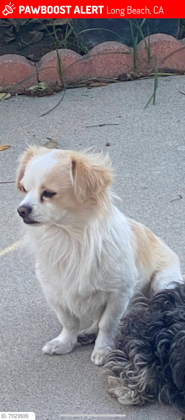 Long Beach, CA Lost Male Dog, Lalo Is Missing | PawBoost