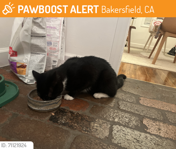 Bakersfield, CA Stray Cat Found Near Beech and Palm | PawBoost