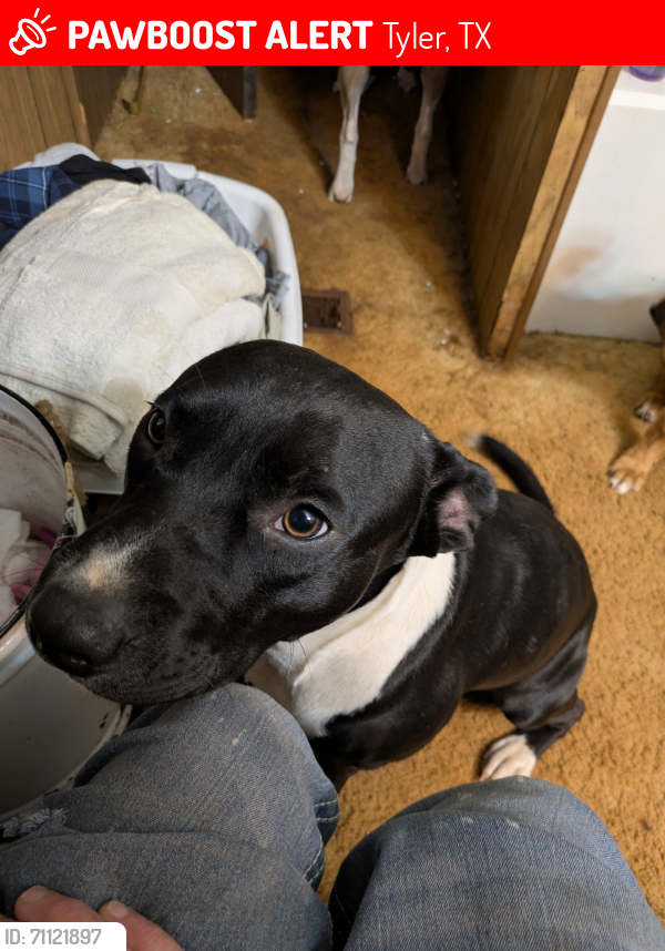 Tyler, TX Lost Male Dog, Tux Is Missing | PawBoost