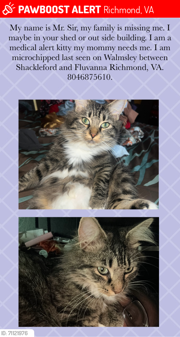 Richmond, VA Lost Male Cat, Mr. Sir Is Missing | PawBoost