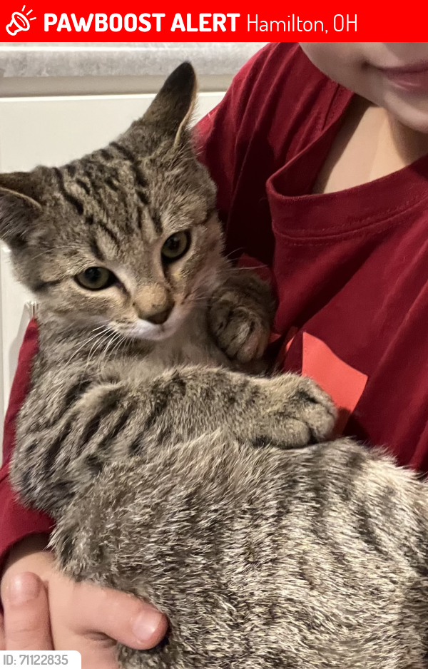Hamilton, OH Lost Male Cat, Ollie Is Missing | PawBoost