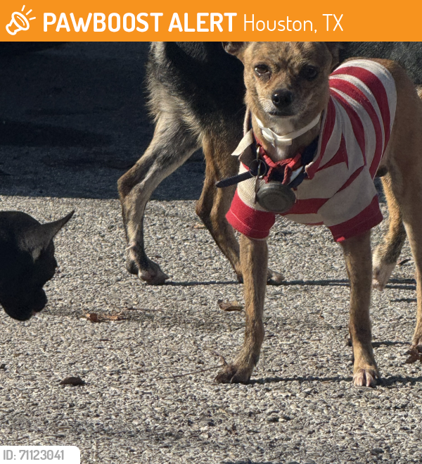 Houston, TX Stray Male Dog Found Near Emancipation | PawBoost