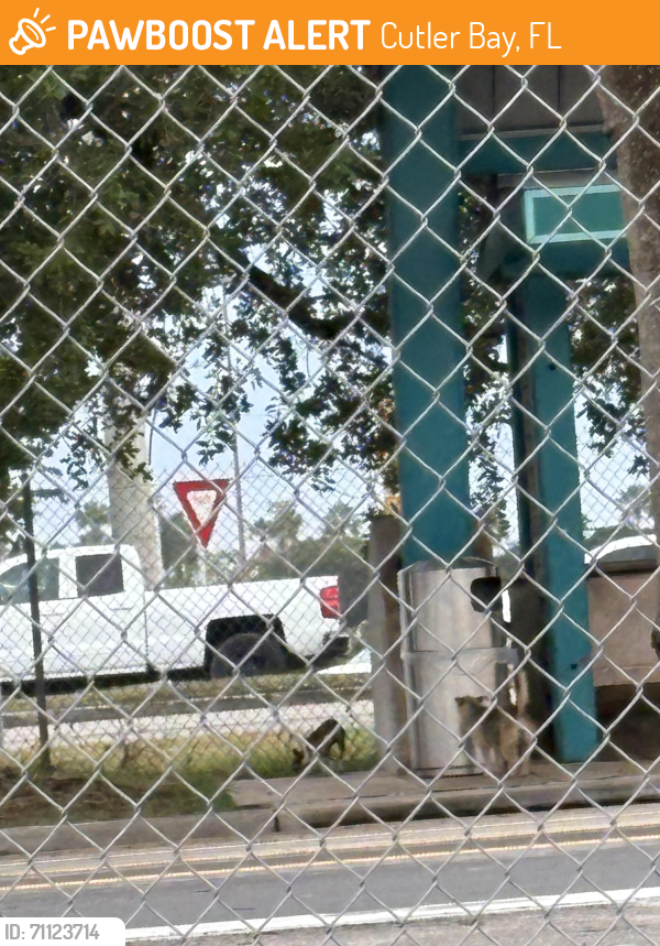 Cutler Bay, FL Stray Dog Found Near Busway Drive in front of the Target ...