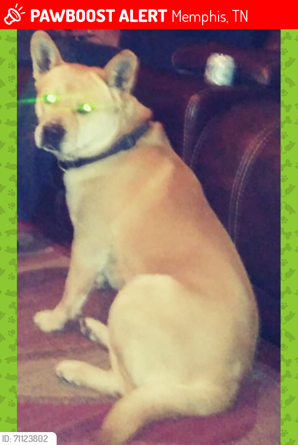 Memphis, TN Lost Male Dog, Chulo Is Missing | PawBoost