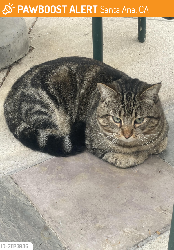 Santa Ana, CA Stray Cat Found Near Concord / Fruit | PawBoost