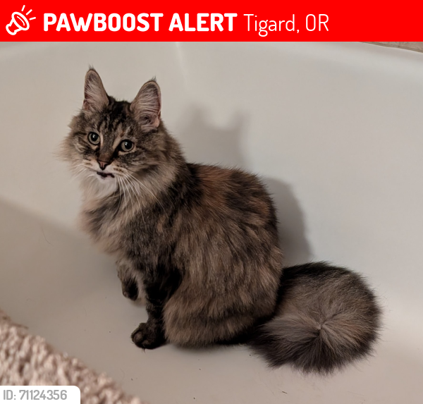 Tigard, OR Lost Female Cat, Maynerd Is Missing | PawBoost