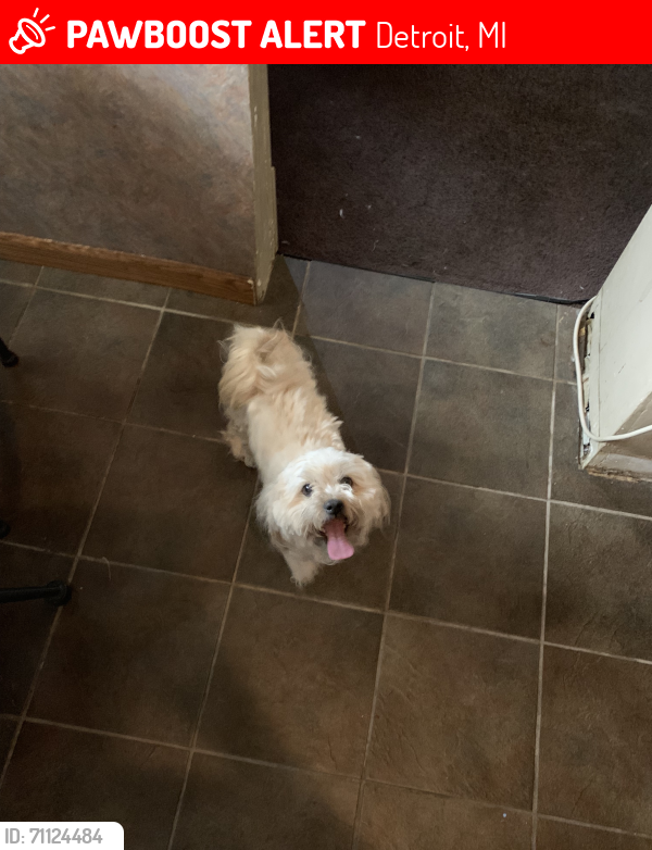 Detroit, MI Lost Male Dog, Alex Is Missing | PawBoost