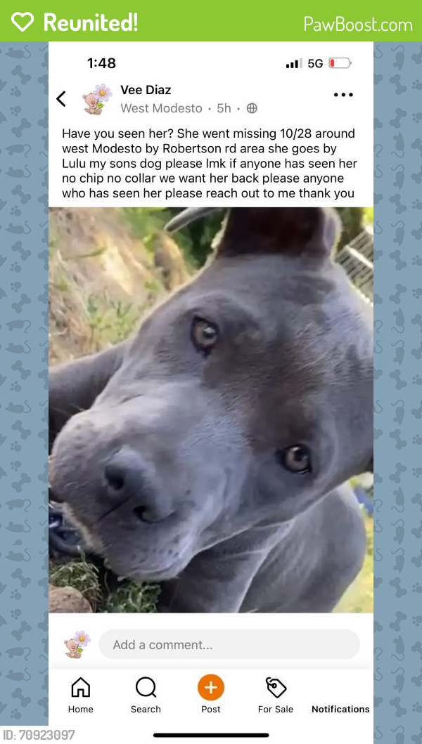 Reunited Female Dog in West Modesto, CA 95351 (ID: 70923097) | PawBoost