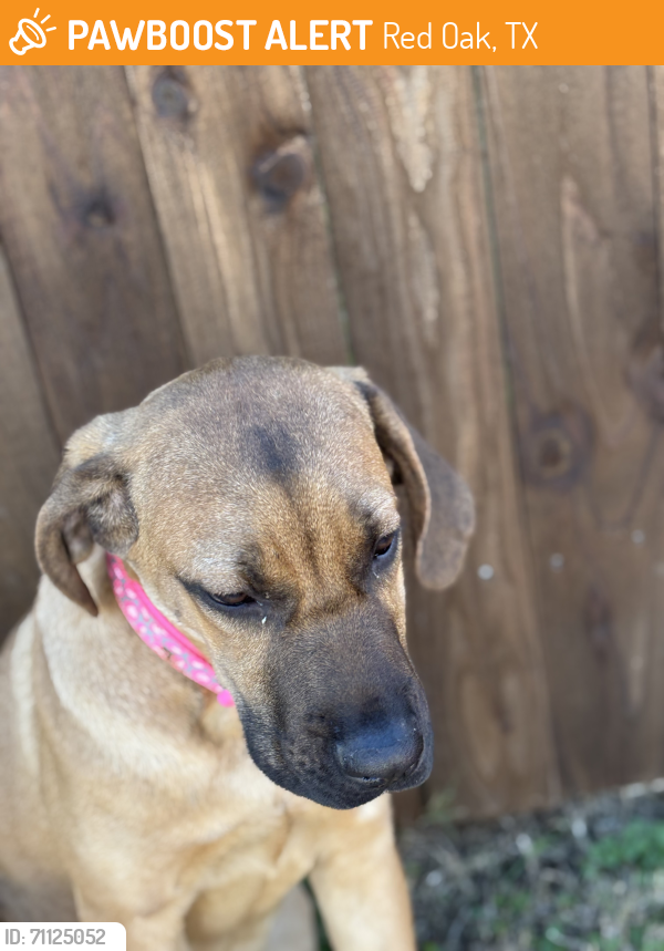 Red Oak, TX Stray Female Dog Found Near Olympic Way and Erin Hills Dr ...