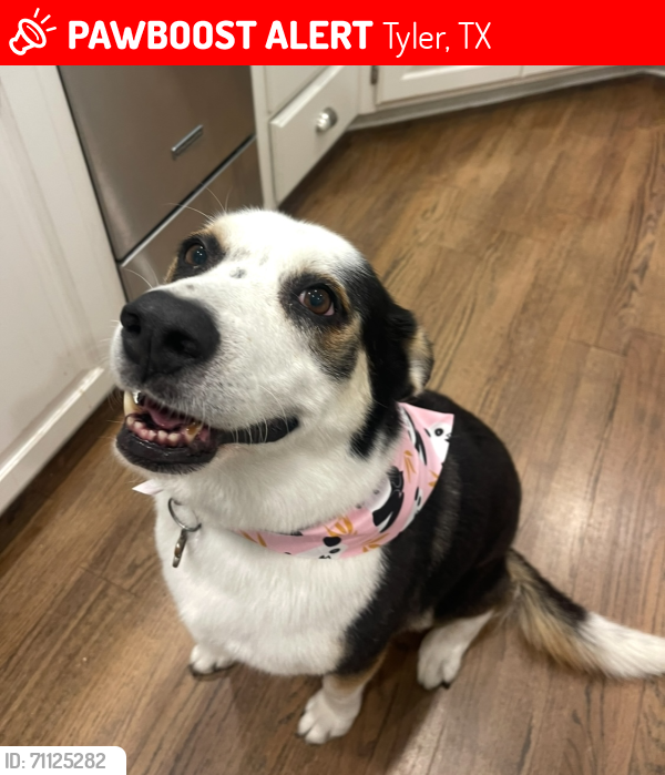 Tyler, TX Lost Female Dog, Hazel Is Missing | PawBoost