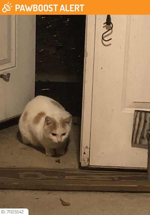Batesburg-Leesville, SC Stray Male Cat Found Near Leesville sc | PawBoost