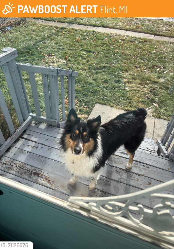 Flint, MI Stray Dog Found Near Flint | PawBoost