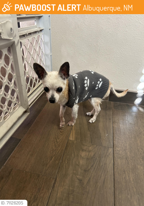 Albuquerque, NM Stray Male Dog Found Near Alamogordo and Ouray | PawBoost