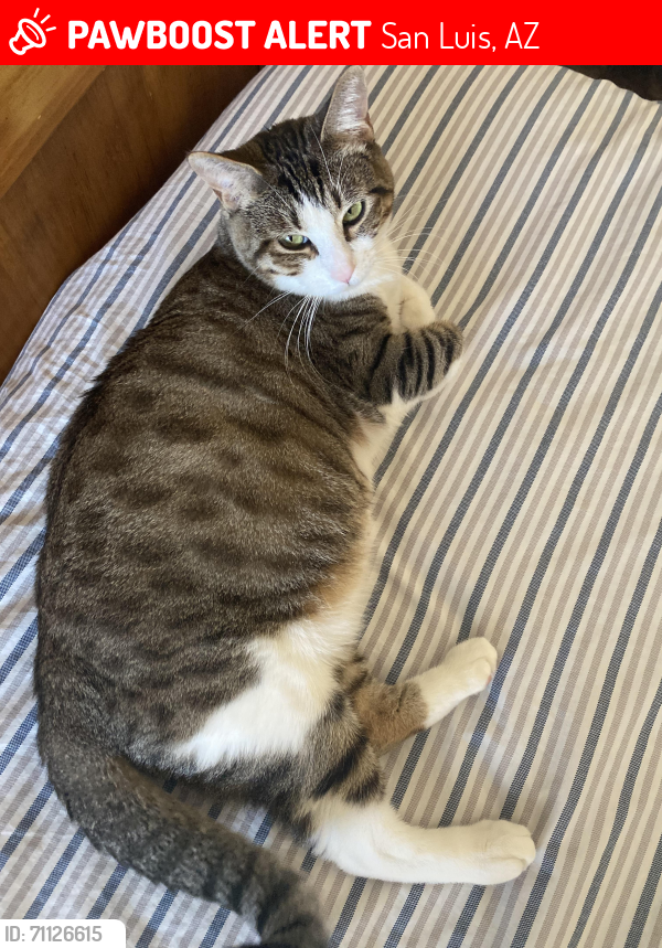San Luis, AZ Lost Female Cat, Kiki Is Missing | PawBoost