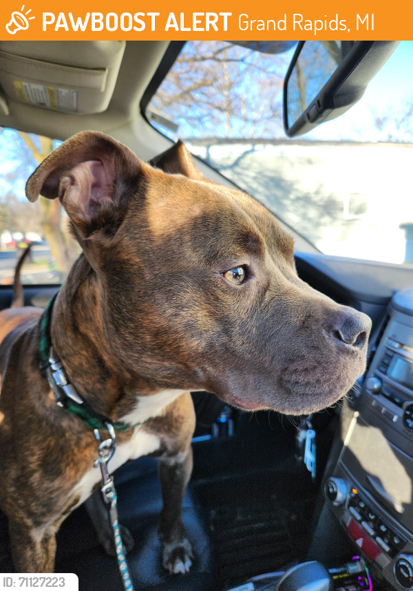 Grand Rapids, MI Stray Dog Found Near Burton | PawBoost