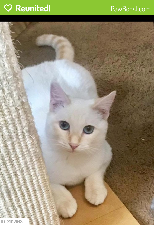 Reunited Male Cat in Moosic, PA 18507 (ID: 71117103) | PawBoost