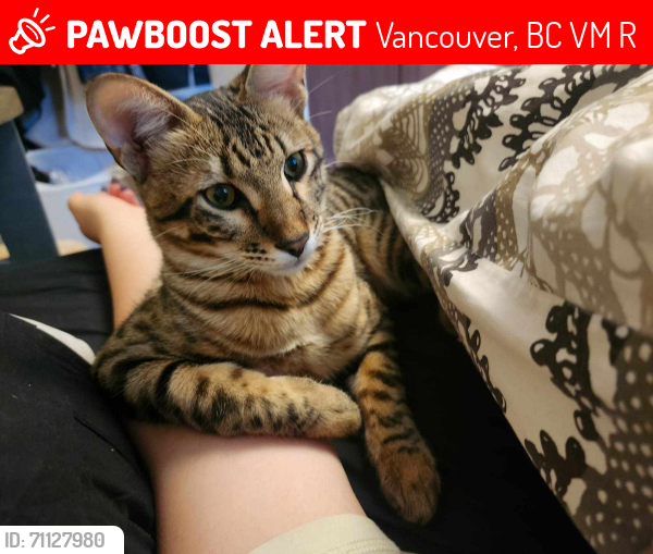 Vancouver, BC Lost Male Cat, Kronos Is Missing | PawBoost