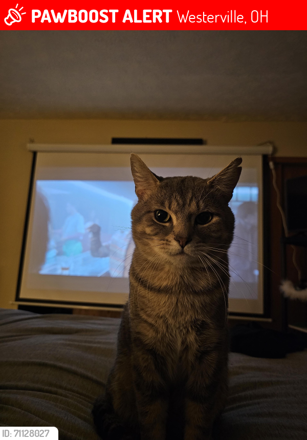 Westerville, OH Lost Male Cat, Winston Is Missing | PawBoost