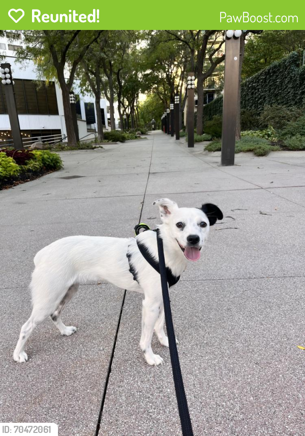 Reunited Male Dog in Minneapolis, MN 55416 (ID: 70472061) | PawBoost