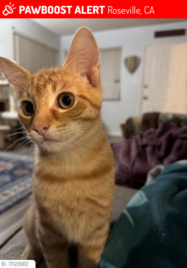 Roseville, CA Lost Male Cat, Pancake Is Missing | PawBoost