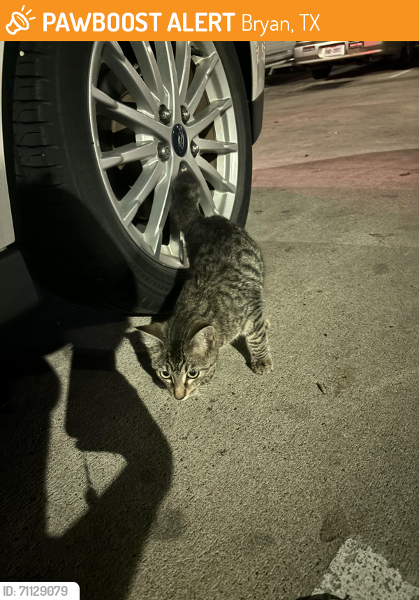 Bryan, TX Stray Cat Found Near St Joseph hosp Bryan | PawBoost