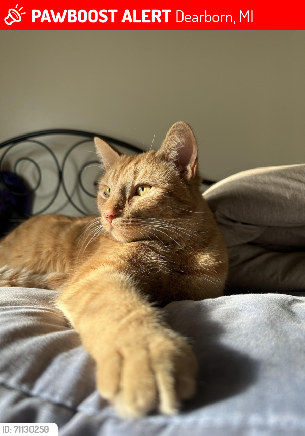 Dearborn, MI Lost Male Cat, Archie Is Missing | PawBoost