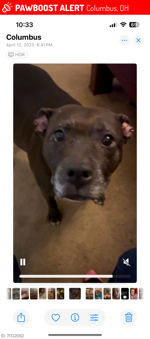 Columbus, OH Lost Female Dog, Girly Is Missing | PawBoost