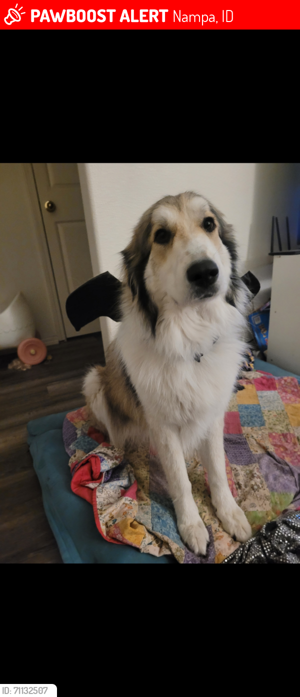Nampa, ID Lost Female Dog, Fraeya Is Missing | PawBoost