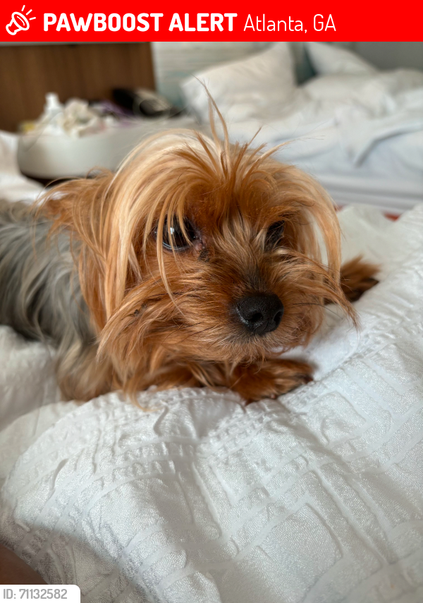 Atlanta, GA Lost Female Dog, Bougie Is Missing | PawBoost