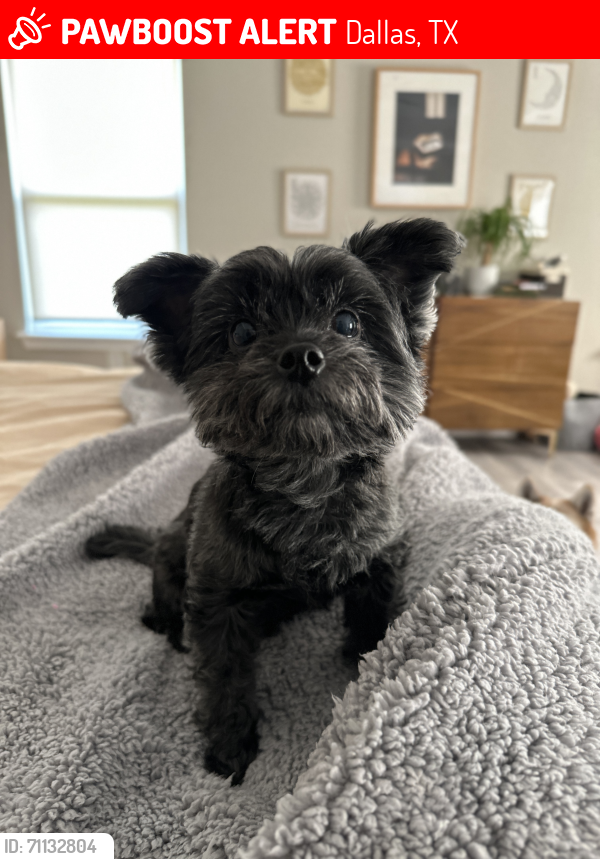 Dallas, TX Lost Male Dog, Loki Is Missing | PawBoost